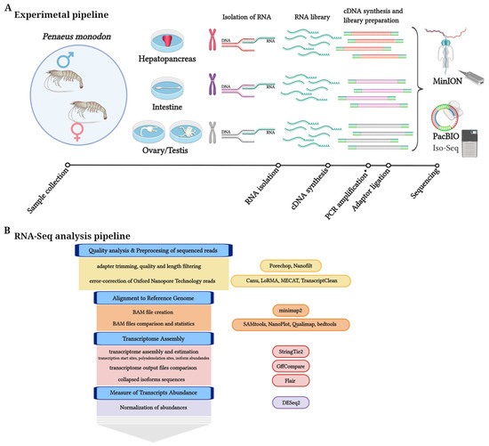 Comparative Analysis of PacBio and Oxford Nanopore Sequencing ...