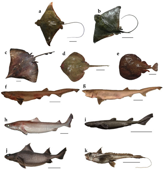 Bio-Ecological Features Update on Eleven Rare Cartilaginous Fish in the ...