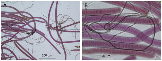 Extant Earthly Microbial Mats and Microbialites as Models for ...