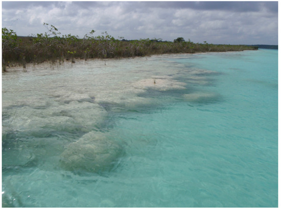 Extant Earthly Microbial Mats and Microbialites as Models for ...