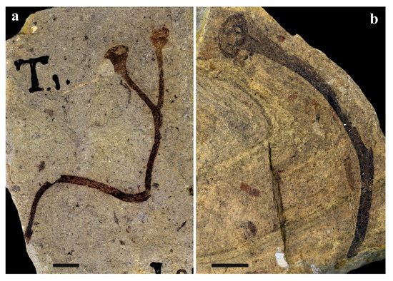 Life | Free Full-Text | Dynamics of Silurian Plants as Response to ...