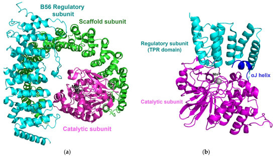 Structural Insights into Protein Regulation by Phosphorylation and ...
