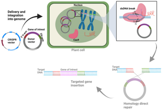 Compendium of Plant-Specific CRISPR Vectors and Their Technical Advantages