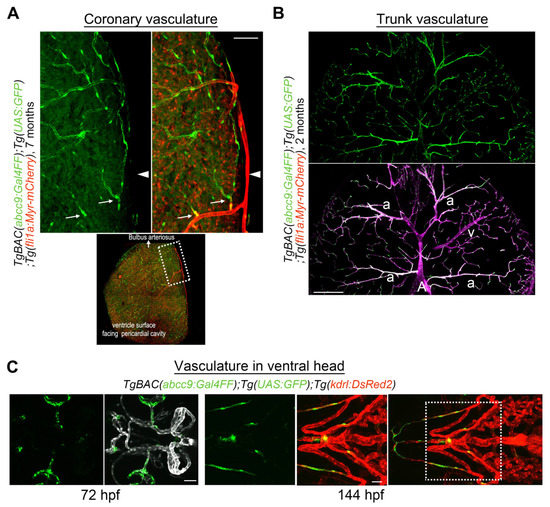 Zebrafish Vascular Mural Cell Biology: Recent Advances, Development ...