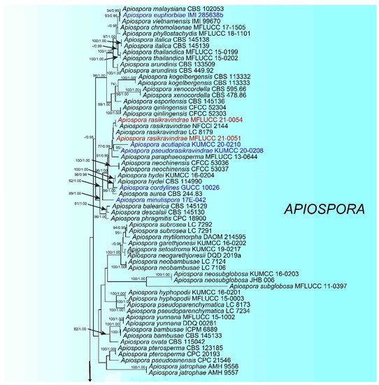 One New Species and Two New Host Records of Apiospora from Bamboo and ...