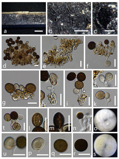 One New Species and Two New Host Records of Apiospora from Bamboo and ...