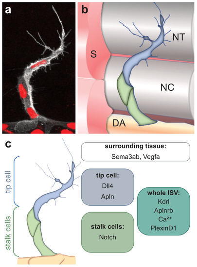 Molecular and Cellular Mechanisms of Vascular Development in Zebrafish