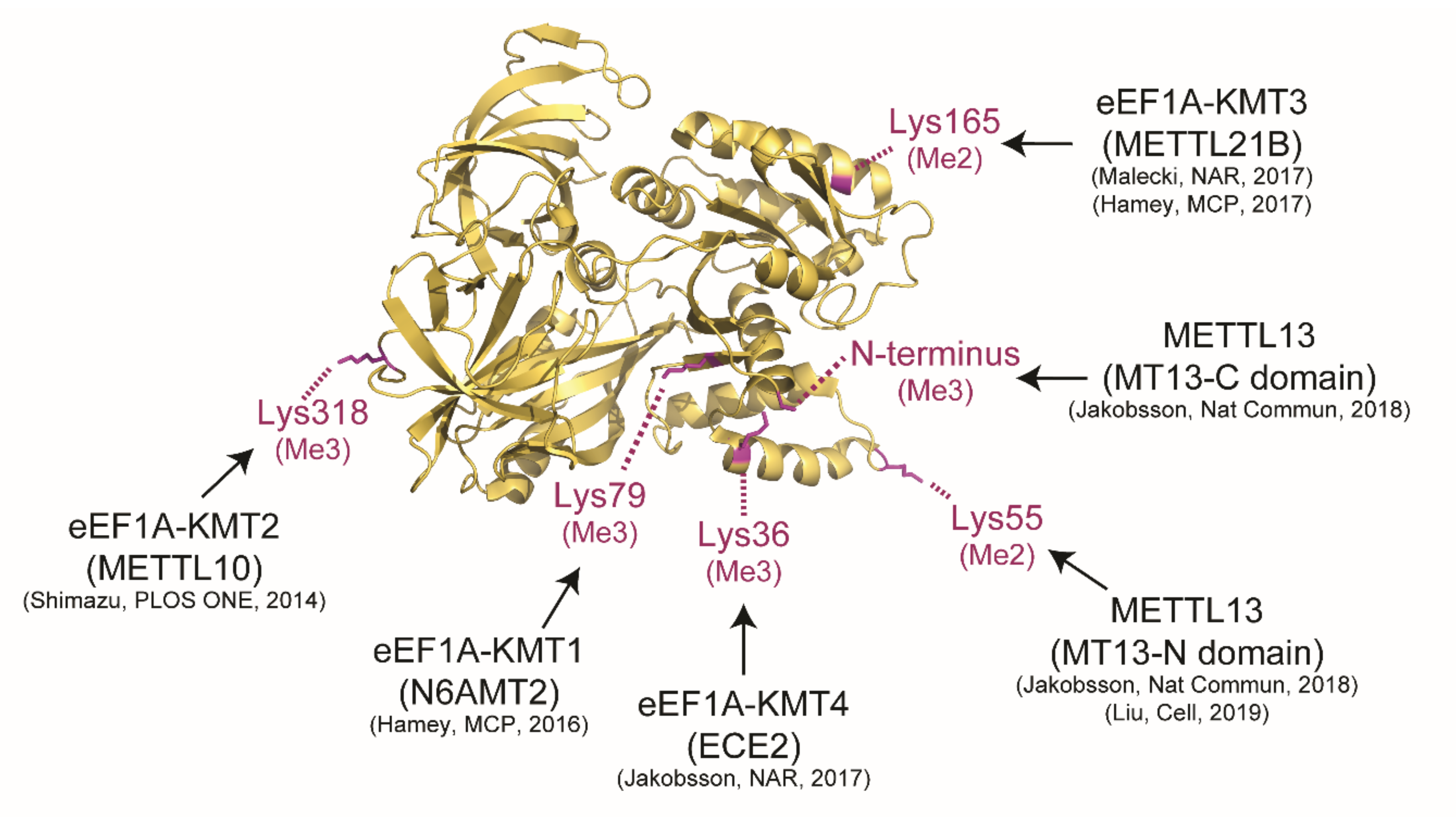 Structure, Activity and Function of the Dual Protein Lysine and Protein ...