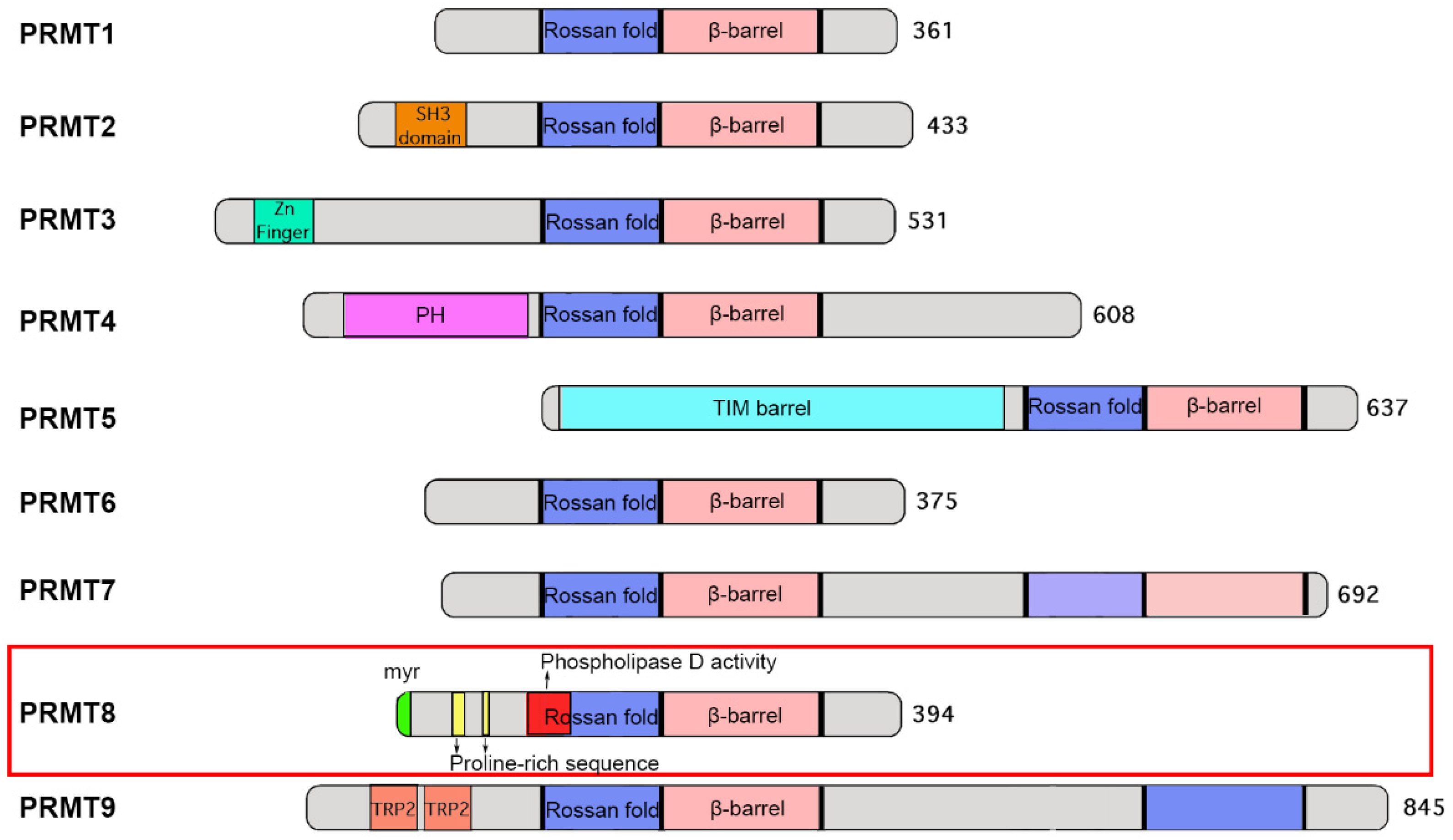 Activity and Function of the PRMT8 Protein Arginine Methyltransferase ...