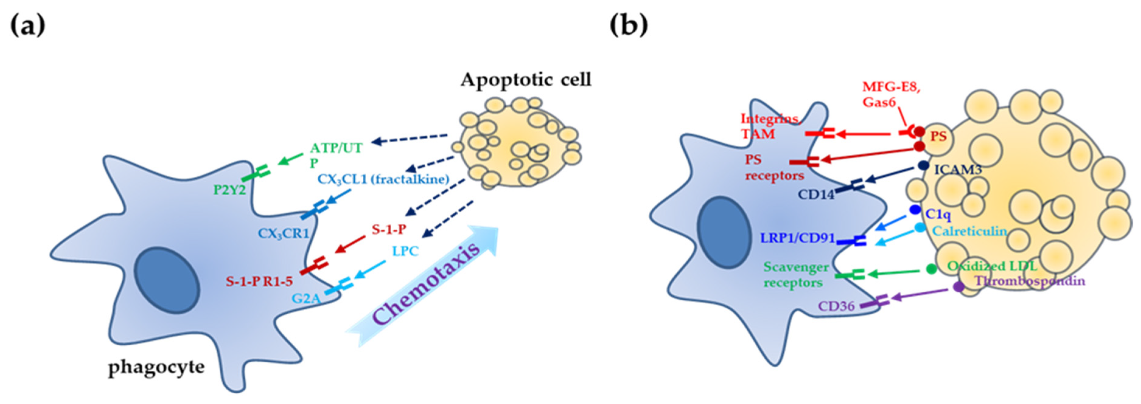 Life Free Full Text Physiological Roles Of Apoptotic Cell Clearance
