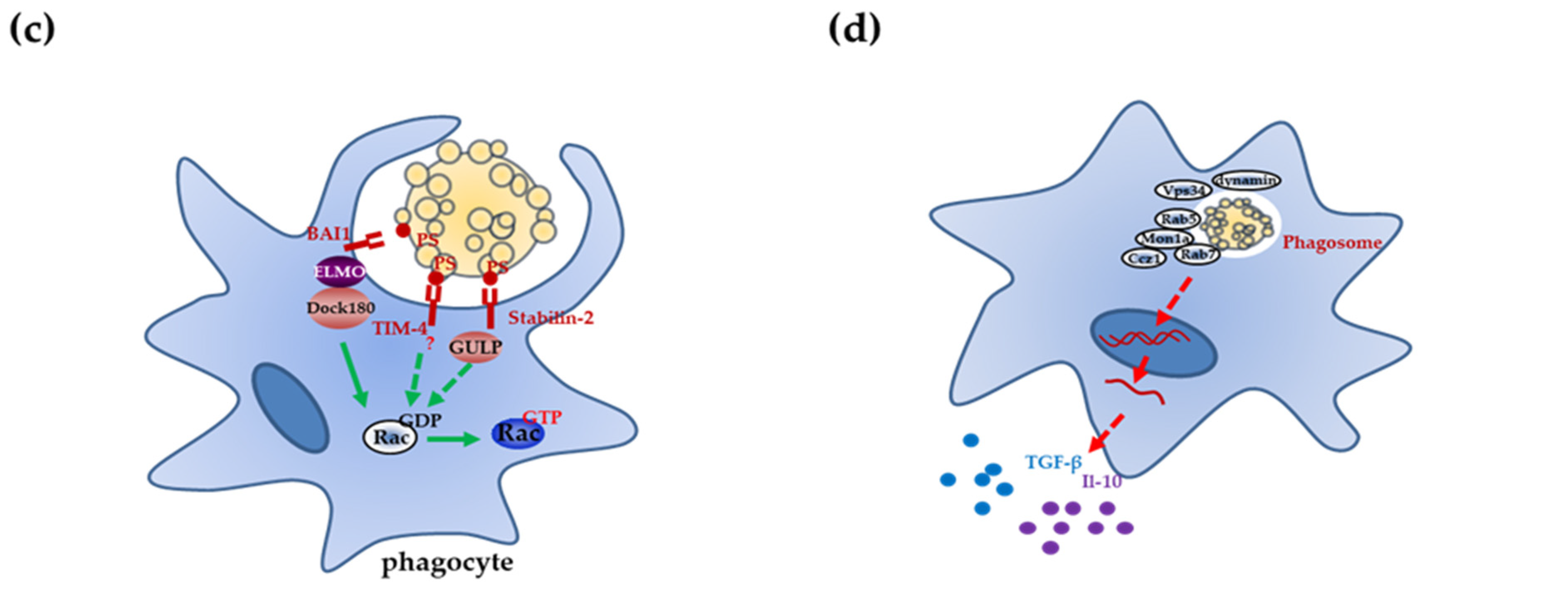 Life Free Full Text Physiological Roles Of Apoptotic Cell Clearance