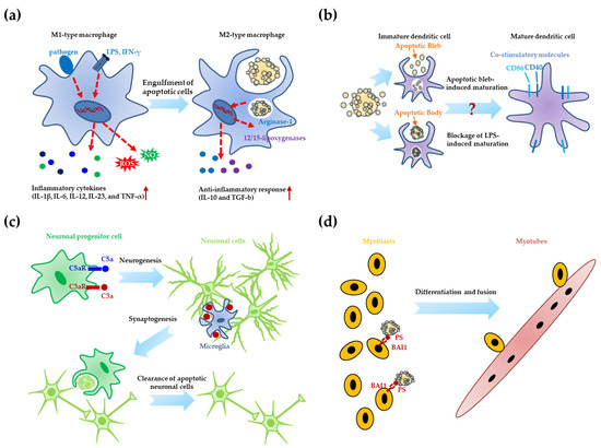 Life Free Full Text Physiological Roles Of Apoptotic Cell Clearance