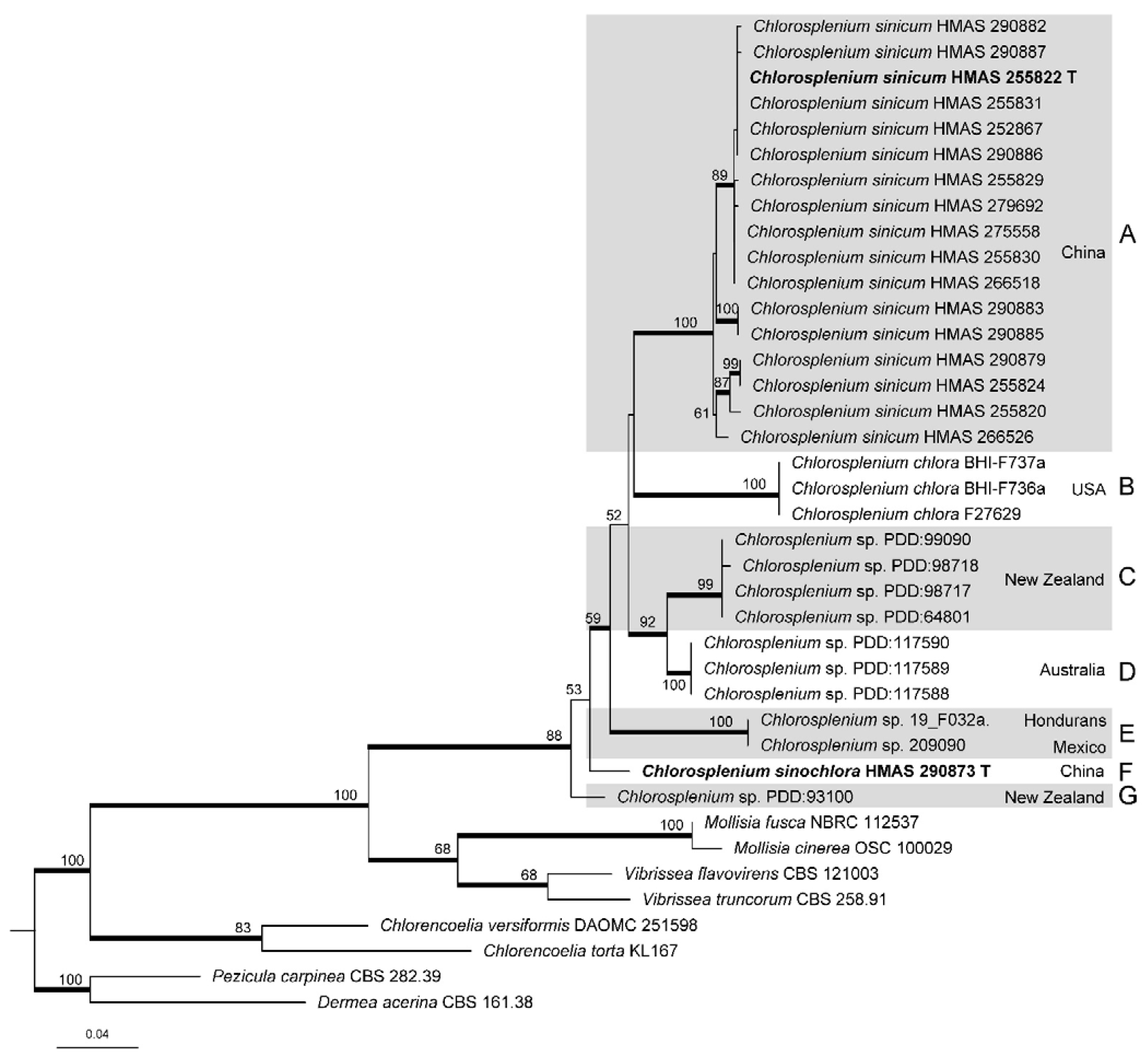 The Genus Chlorosplenium (Helotiales, Leotiomycetes) from China with ...