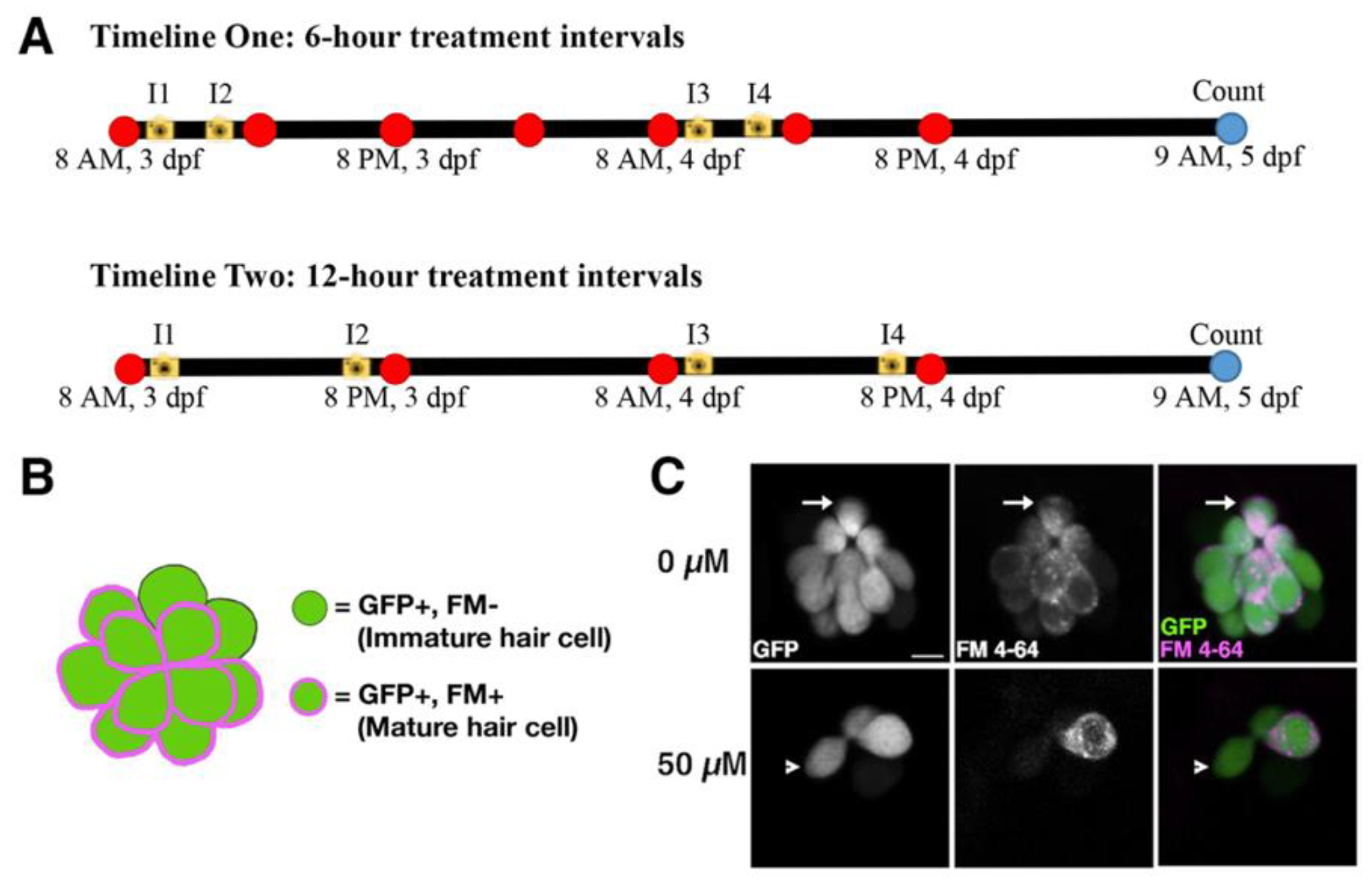 Evaluating the Death and Recovery of Lateral Line Hair Cells Following ...