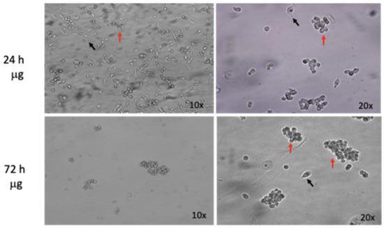 Biological and Mechanical Characterization of the Random Positioning ...