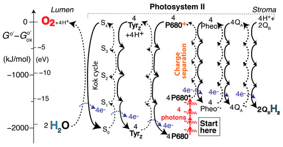O2 and Other High-Energy Molecules in Photosynthesis: Why Plants Need ...