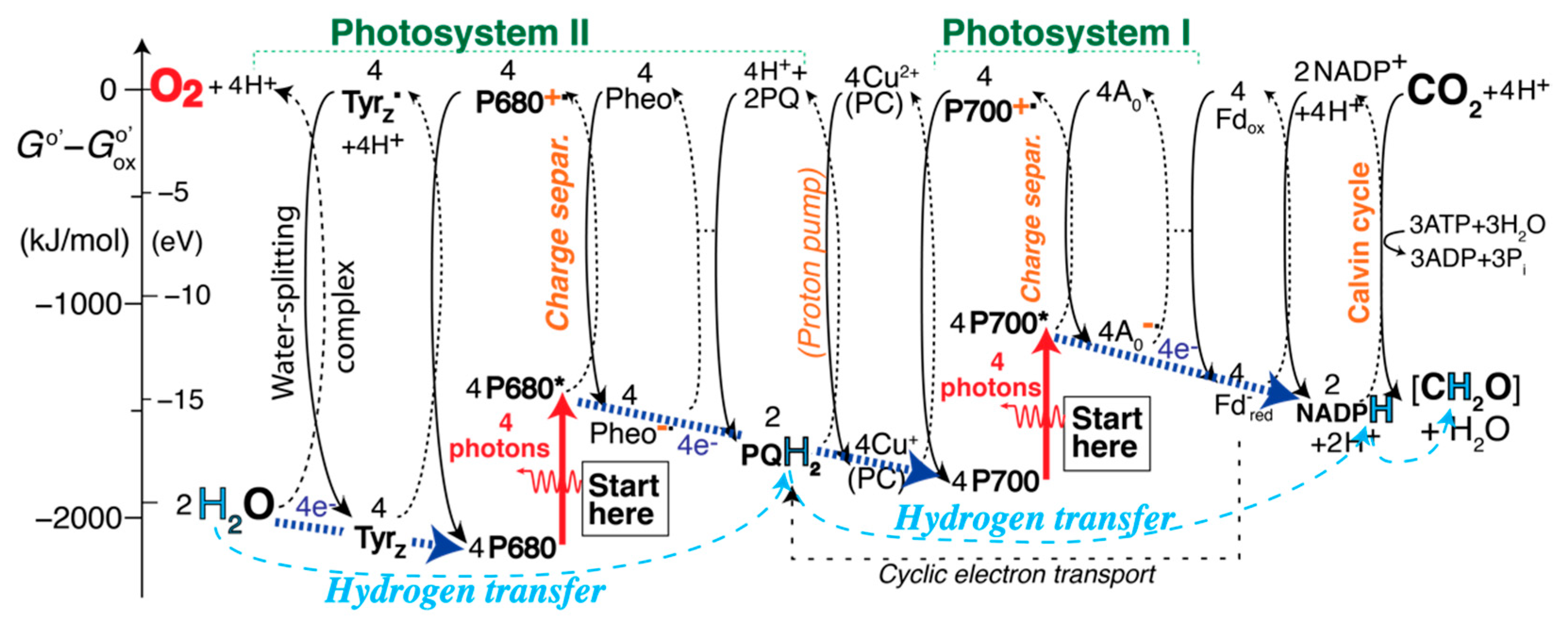 O2 and Other High-Energy Molecules in Photosynthesis: Why Plants Need ...