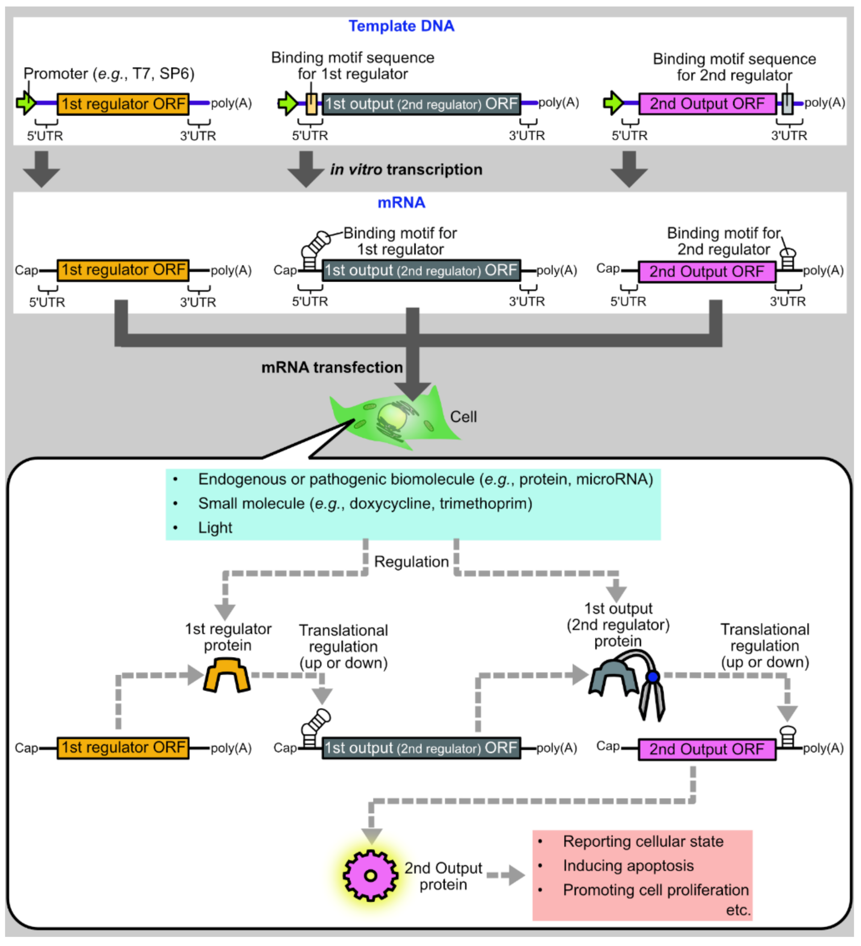 Life Free Full Text Protein Based Systems For Translational