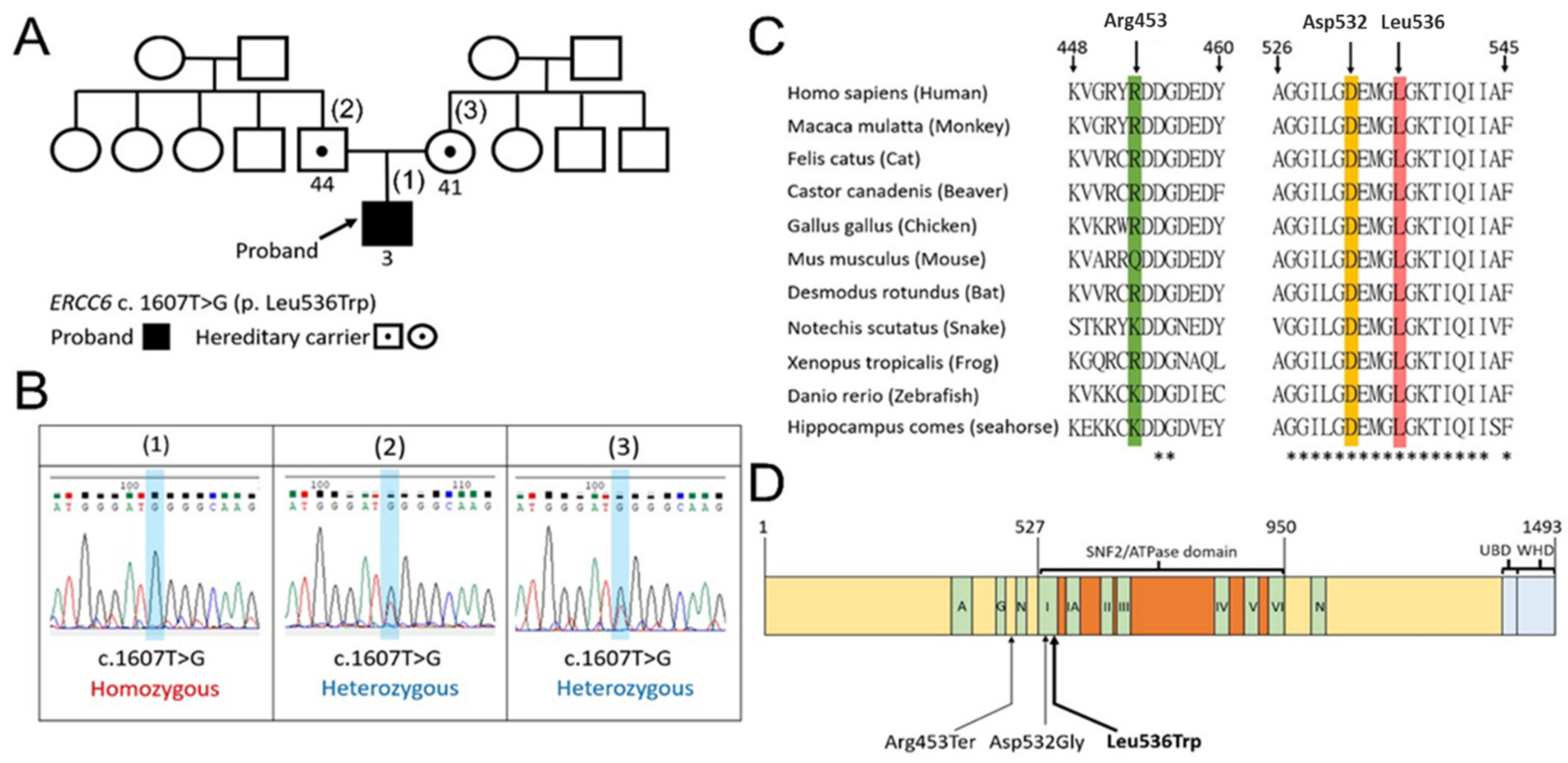 Whole Exome Sequencing Identifies a Novel Homozygous Missense Mutation ...