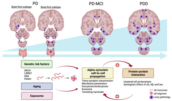 Alpha-Synuclein and Cognitive Decline in Parkinson Disease
