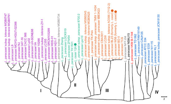 Lacticaseibacillus paracasei: Occurrence in the Human Gut Microbiota ...
