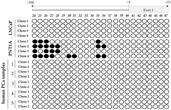 Promoter Demethylation Upregulates STEAP1 Gene Expression in Human ...