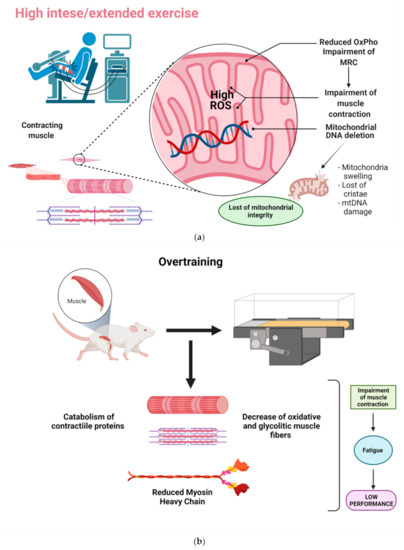 Oxidative Stress, Mitochondrial Function and Adaptation to Exercise: New Perspectives in Nutrition