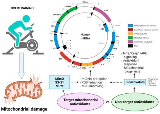 Oxidative Stress, Mitochondrial Function and Adaptation to Exercise: New Perspectives in Nutrition