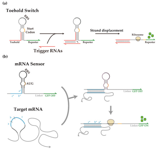 Life | Free Full-Text | Detection of pks Island mRNAs Using Toehold ...