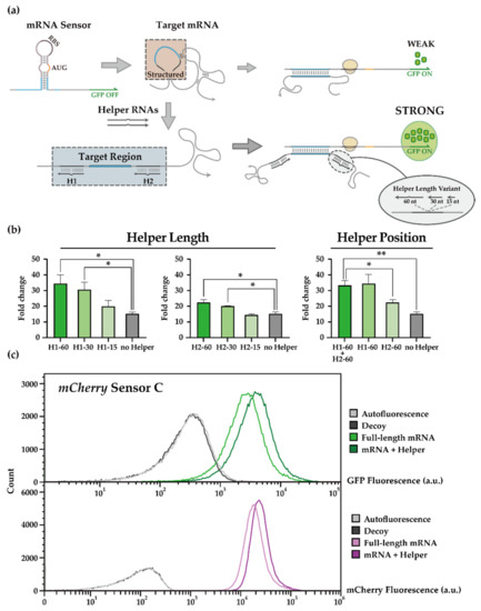 Detection of pks Island mRNAs Using Toehold Sensors in Escherichia coli