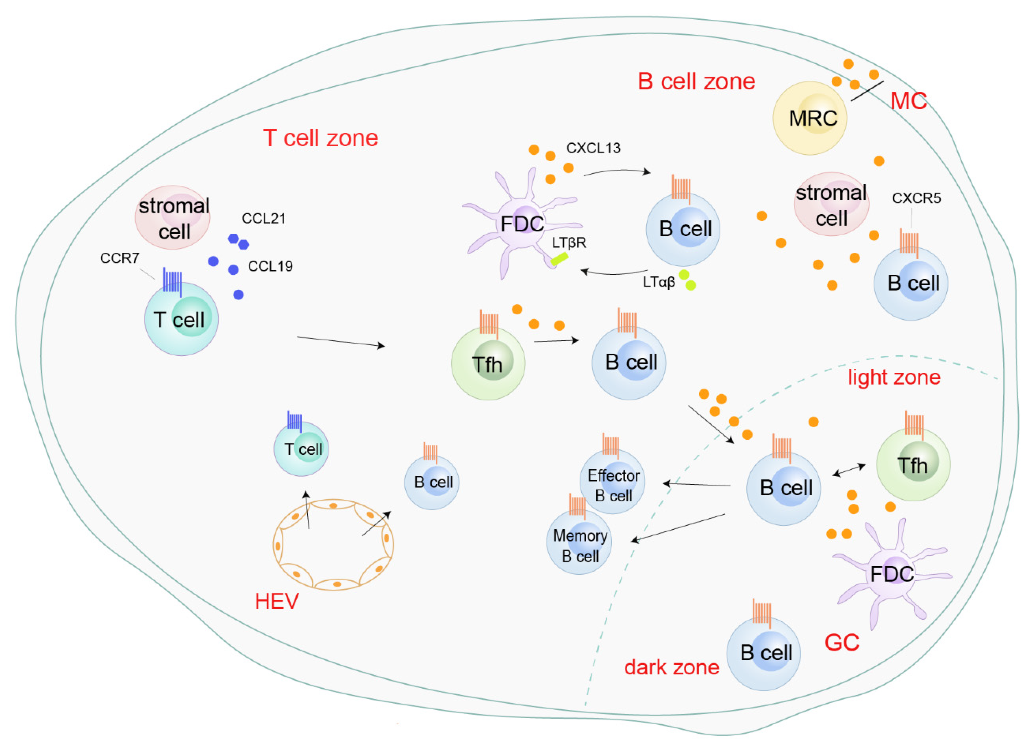 CXCL13 in Cancer and Other Diseases: Biological Functions, Clinical Significance, and ...
