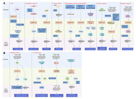 CXCL13 in Cancer and Other Diseases: Biological Functions, Clinical ...