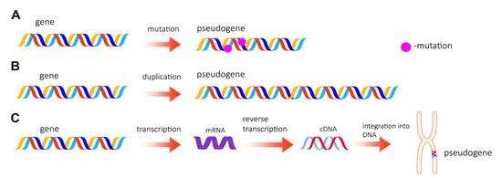 The World of Pseudogenes: New Diagnostic and Therapeutic Targets in ...