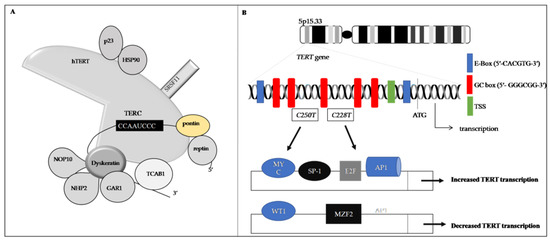Telomeres and Cancer