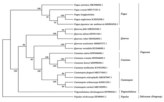 Complete Chloroplast Genome Sequence of Fagus longipetiolata Seemen ...