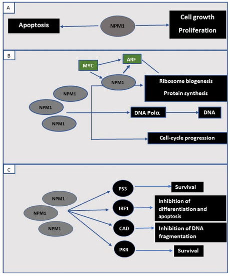 Life | Free Full-Text | The Role of Nucleophosmin 1 (NPM1) Mutation in ...
