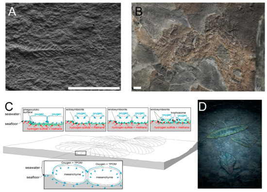 Were the First Trace Fossils Really Burrows or Could They Have Been ...