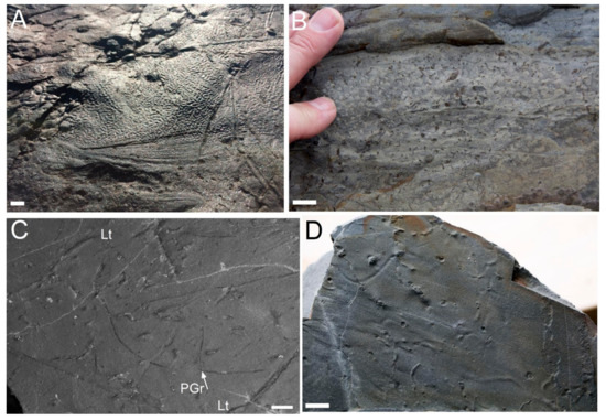 Were the First Trace Fossils Really Burrows or Could They Have Been ...