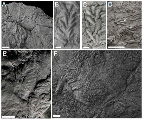 Were the First Trace Fossils Really Burrows or Could They Have Been ...