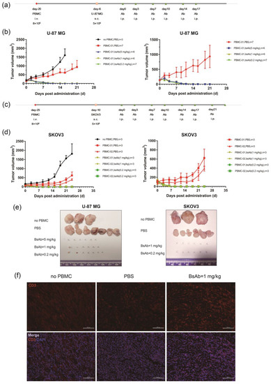 A Novel Anti-B7-H3 × Anti-CD3 Bispecific Antibody with Potent Antitumor ...