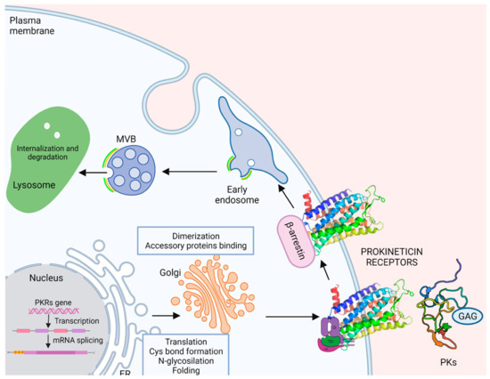 Prokineticin-Receptor Network: Mechanisms of Regulation