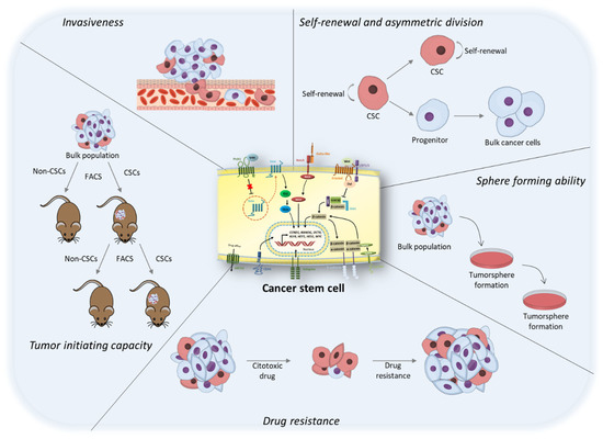 Identification, Culture and Targeting of Cancer Stem Cells
