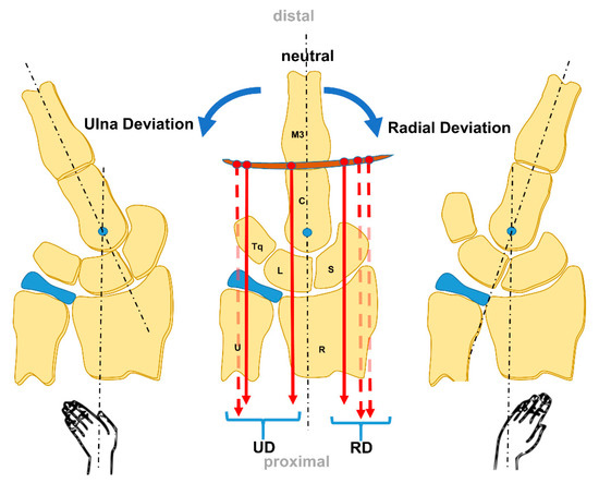 Anatomy, Biomechanics, and Loads of the Wrist Joint