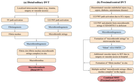 Pathogenesis of Two Faces of DVT: New Identity of Venous ...