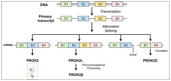 Identification and Characterization of a New Splicing Variant of ...