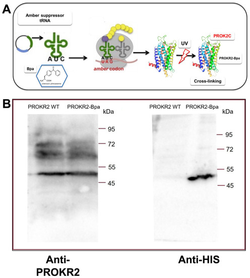 Identification and Characterization of a New Splicing Variant of ...