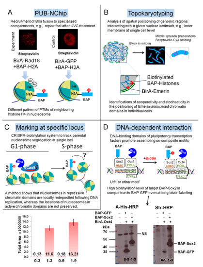 Generation of Peptides for Highly Efficient Proximity Utilizing Site ...
