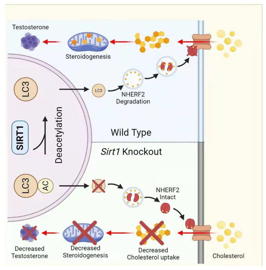 SIRT1: A Key Player in Male Reproduction