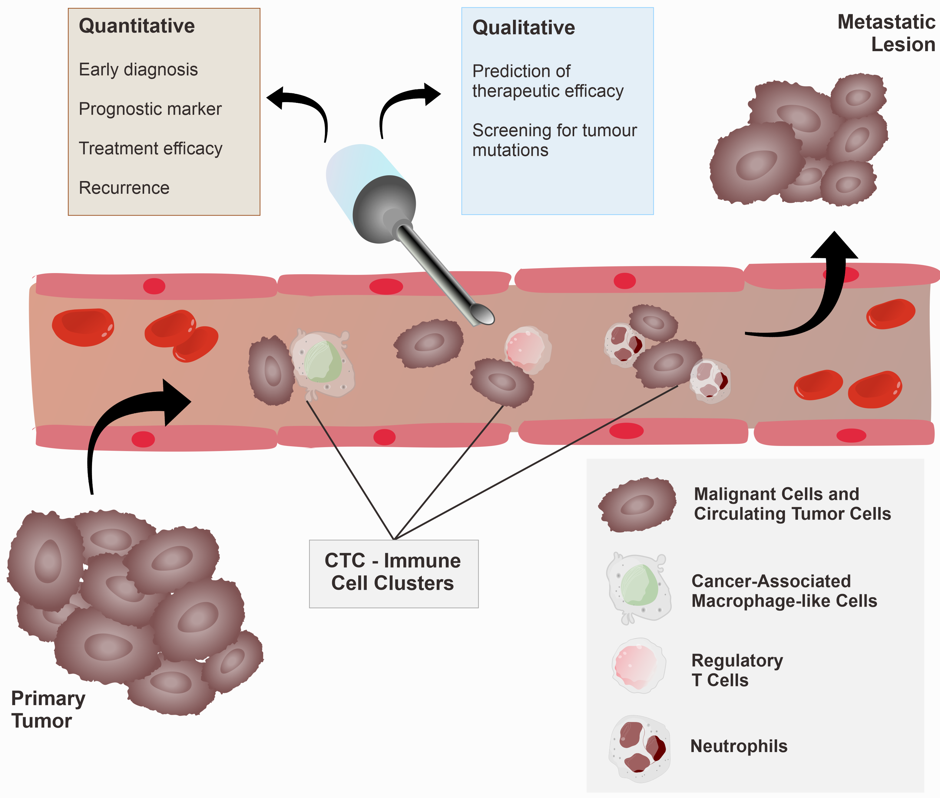 Life | Free Full-Text | An Immunological Perspective of Circulating ...