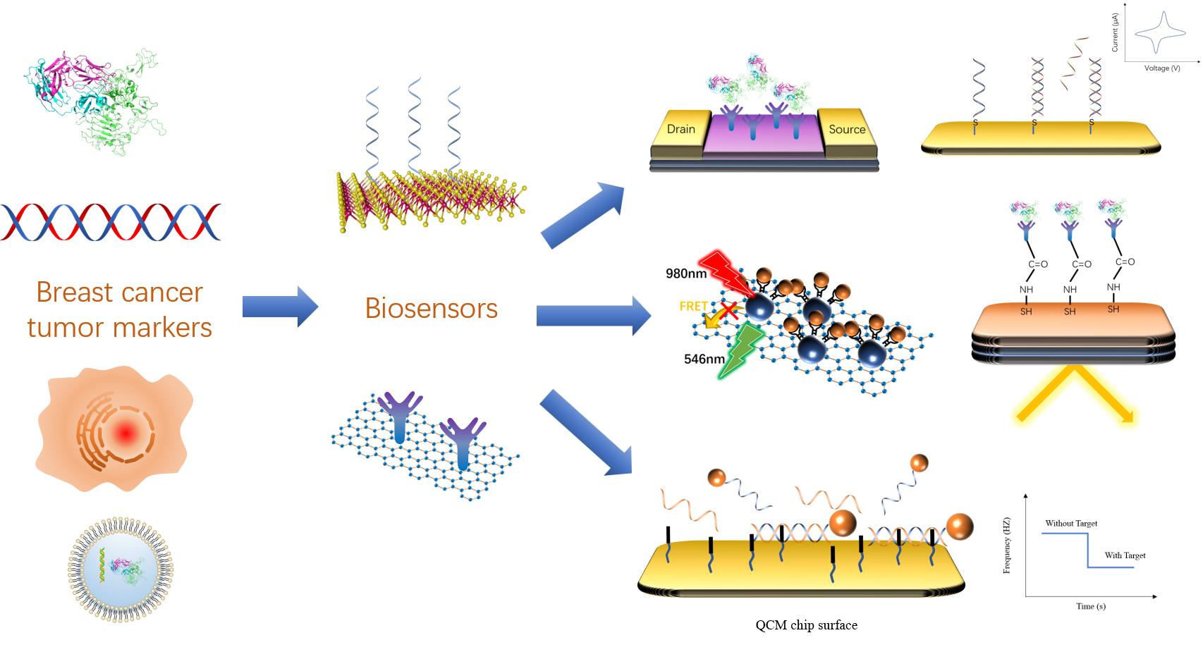 Life | Free Full-Text | A Review of Biosensors for Detecting Tumor ...